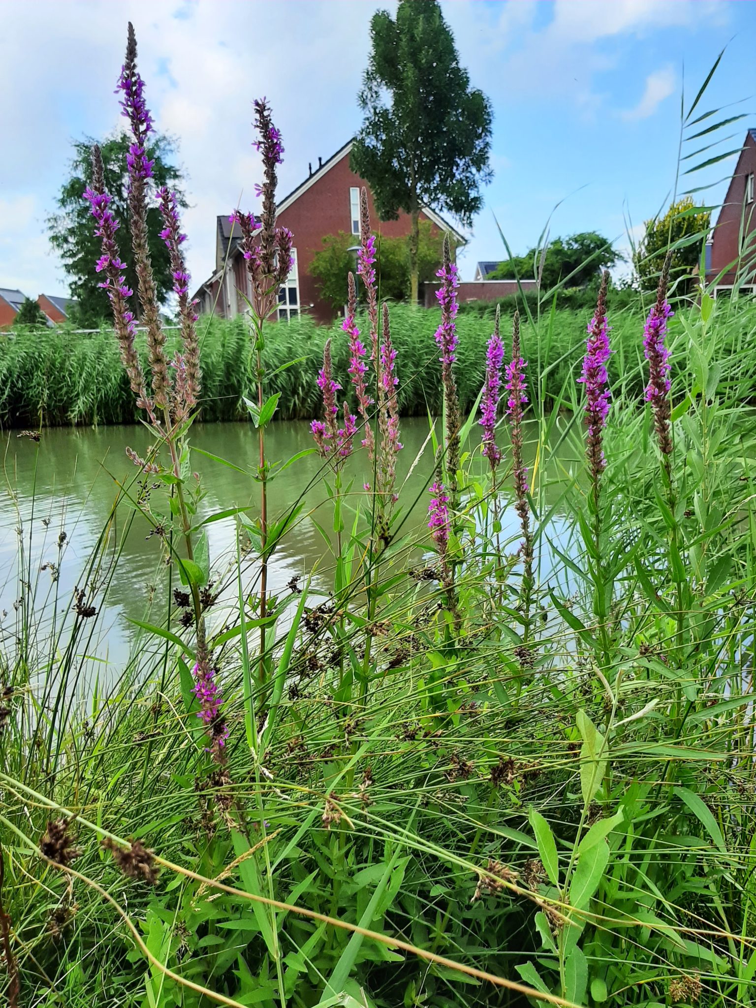 Grote kattenstaart: eetbaar en vol geneeskracht? - Mens & Gezondheid