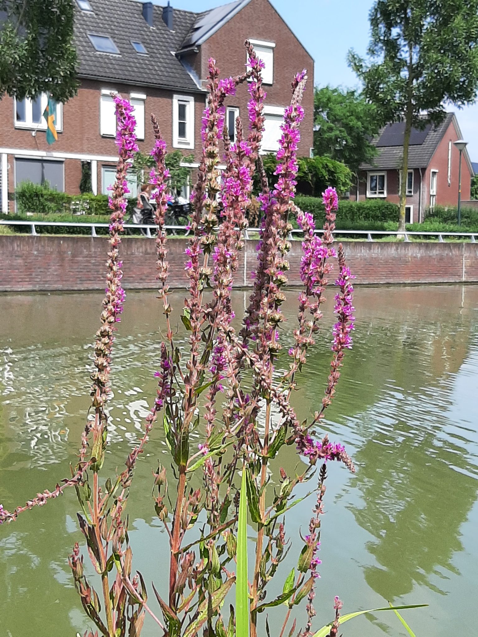 Grote kattenstaart: eetbaar en vol geneeskracht? - Mens & Gezondheid